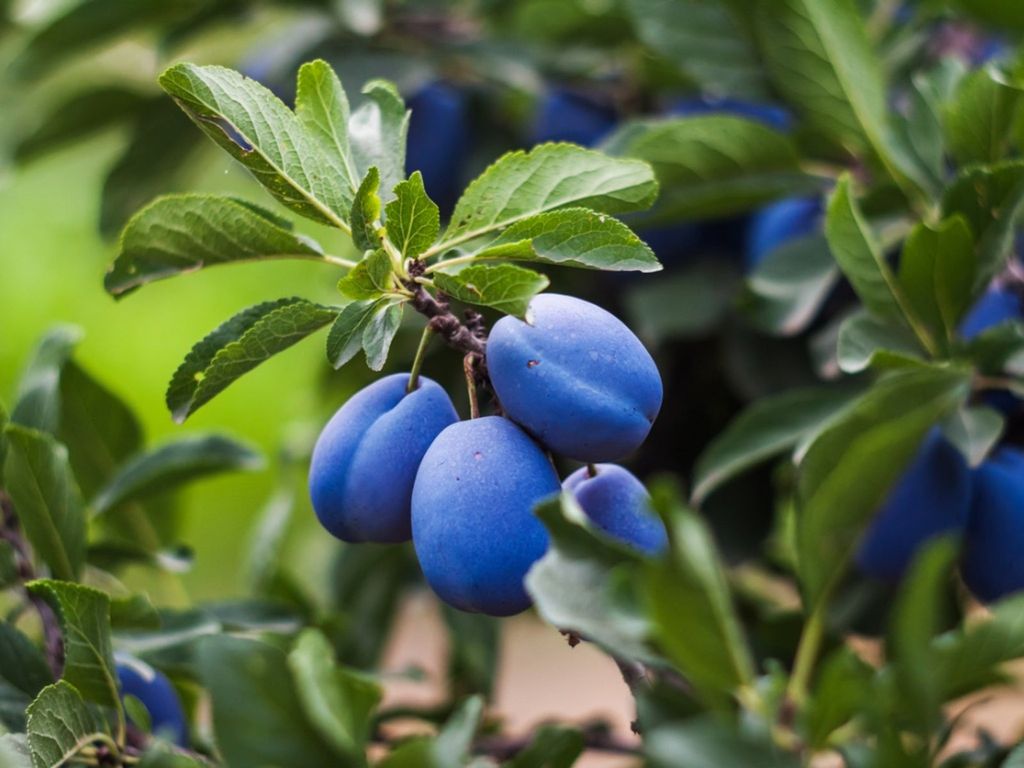 Prune Plum Tree - Information On When And How To Trim Plums | Gardening ...