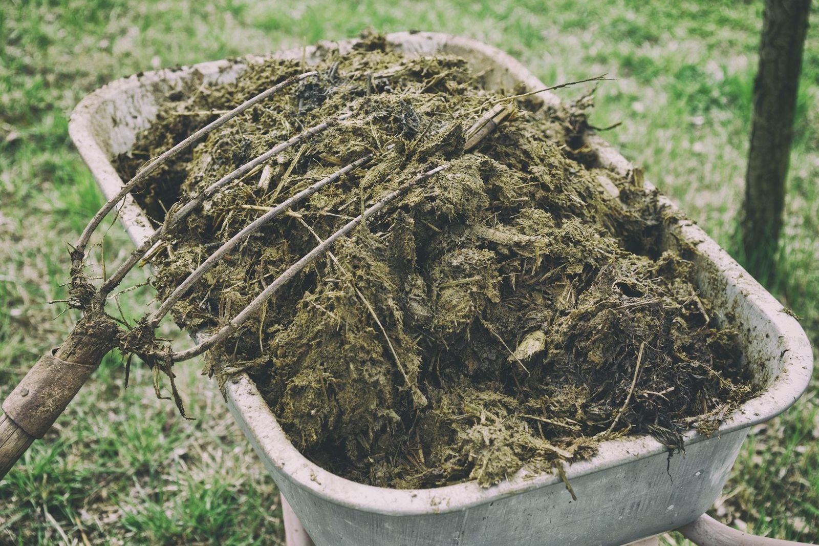 Different Types Of Animal Manure: Pros And Cons Of Using Manure As ...
