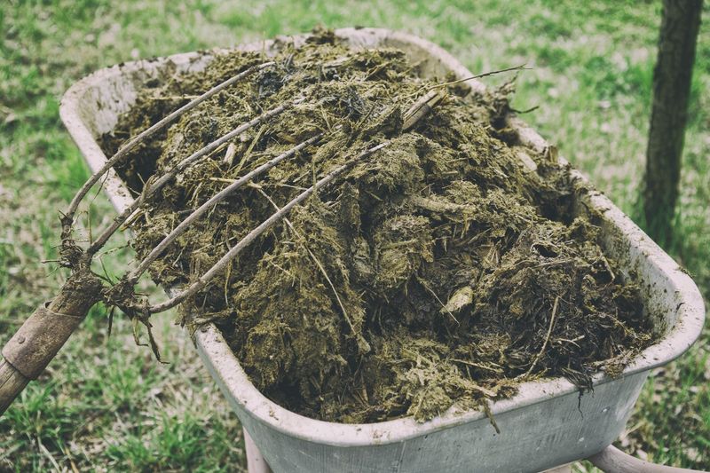 Tips & Information about Composting Manures | Gardening Know How