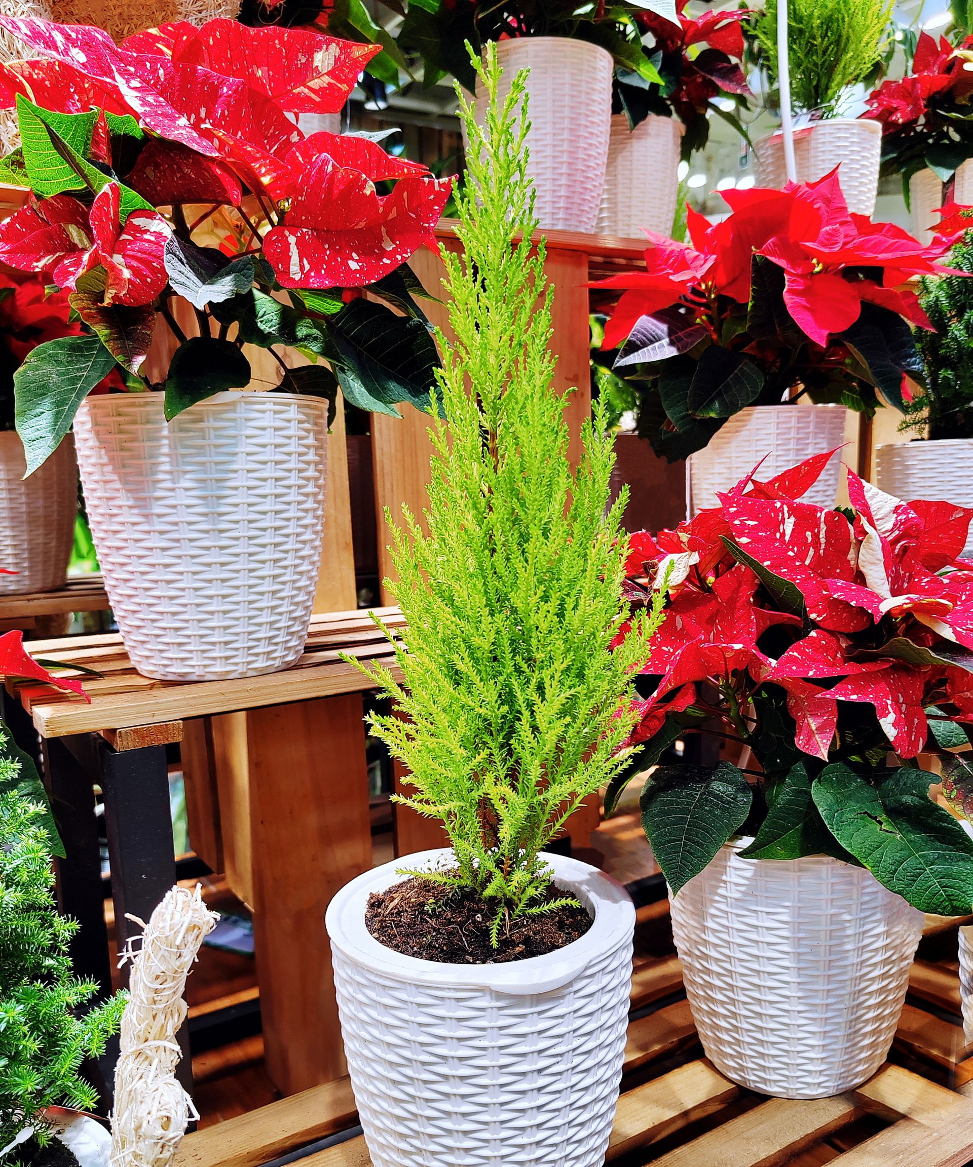 Real mini Christmas tree varieties: 5 tiny alternatives | Homes and Gardens