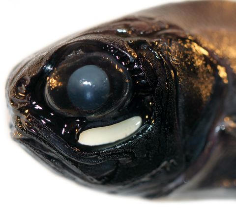 In Images: Glowing is Widespread in Marine Fishes | Live Science