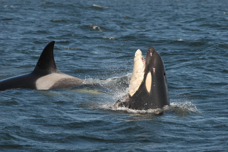 Orca Spotted with Plastic Bag in Mouth | Live Science