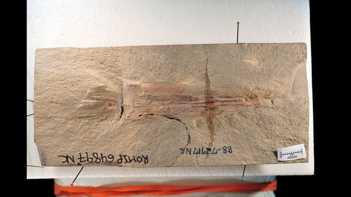 Ancient 10-armed vampire squid relative named for Joe Biden | Live Science