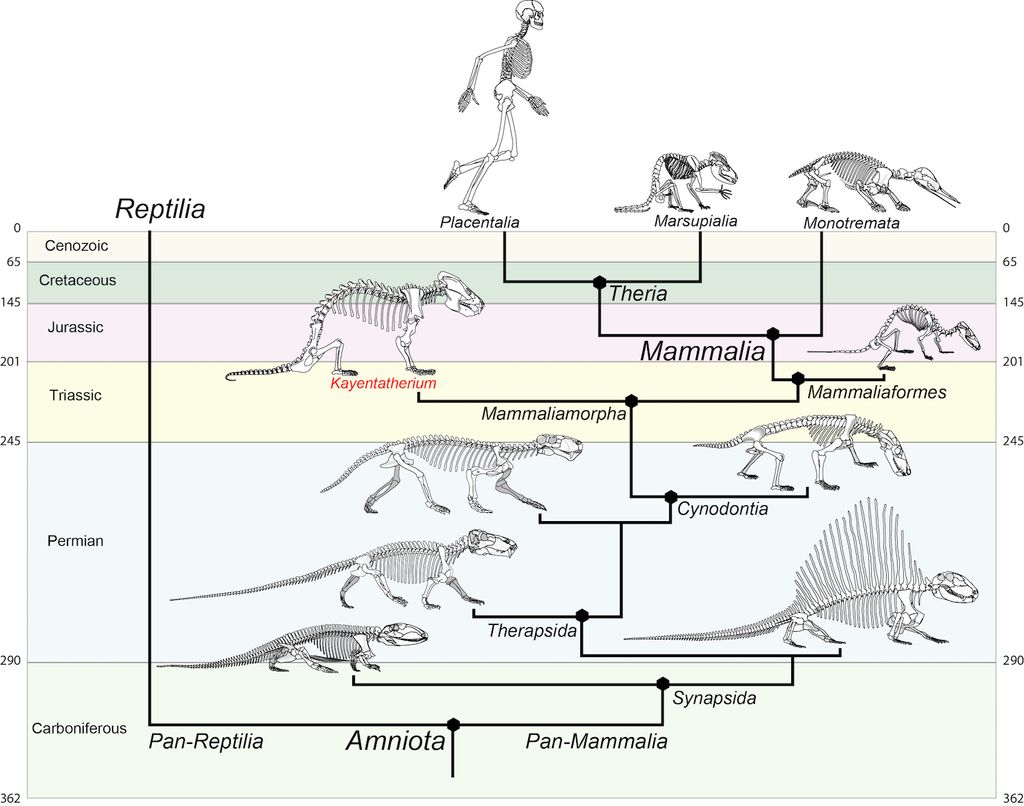 38 Baby Skulls of Weird Jurassic-Era Mammal Relative Found | Live Science