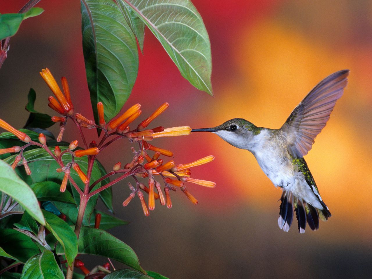 10 best flowers for hummingbirds - beautiful blooms | Livingetc