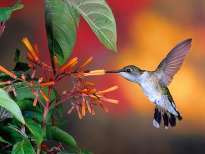 10 best flowers for hummingbirds - beautiful blooms | Livingetc