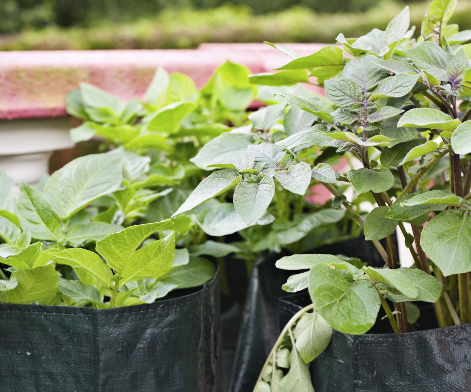 How to use grow bags to grow your fruit and vegetables | Homes and Gardens