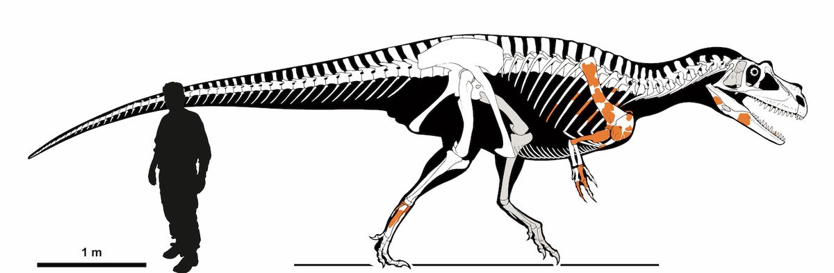 Photos: Carnivorous Dinosaur Discovered in Italian Alps | Live Science