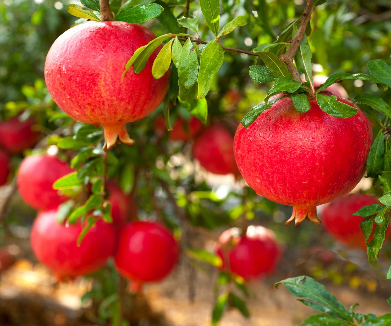Discover how to prune a pomegranate tree or bush correctly | Homes and ...