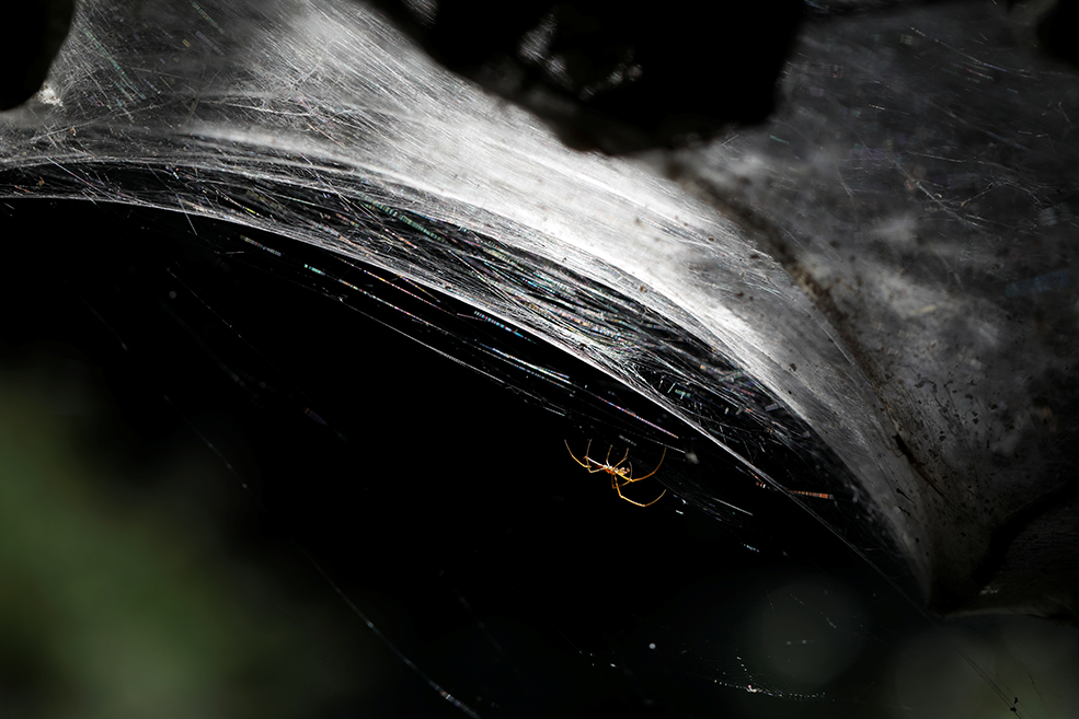 The bewitching creepiness of Jerusalem's giant spider webs | The Week