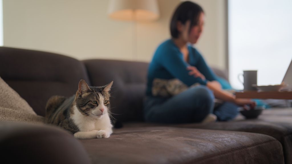 32 things your cat would say to you if they could talk | PetsRadar