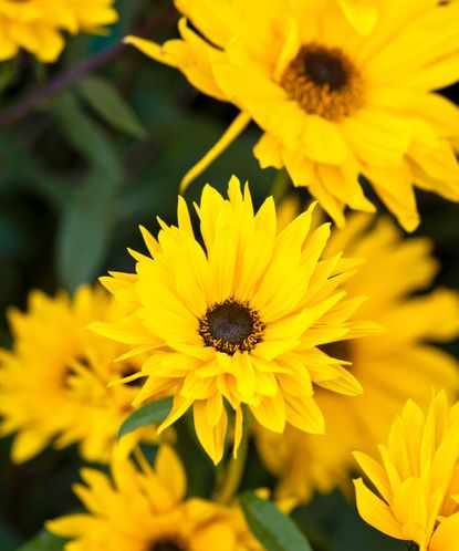 Tall flowers: 12 varieties to add height and drama | Gardeningetc