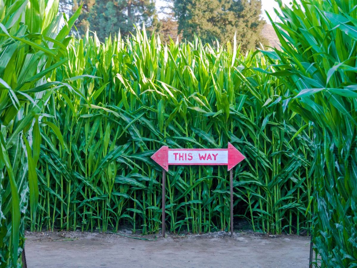 DIY Corn Maze – How To Grow A Corn Maze Of Your Own | Gardening Know How