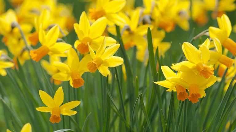 How to grow daffodils: experts share tips on autumn planting | Woman & Home