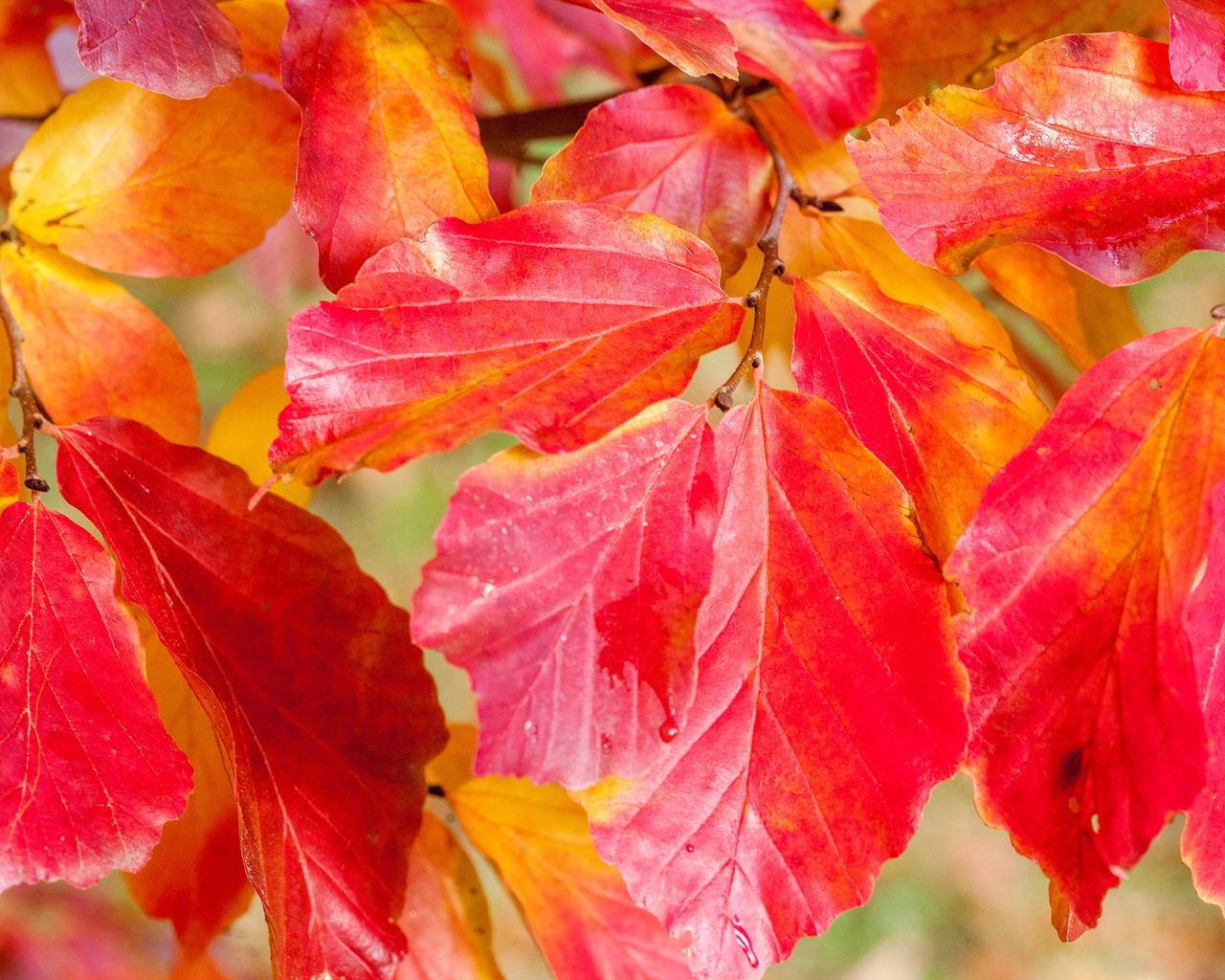 Best trees for fall color: create unbeatable autumn interest | Gardeningetc