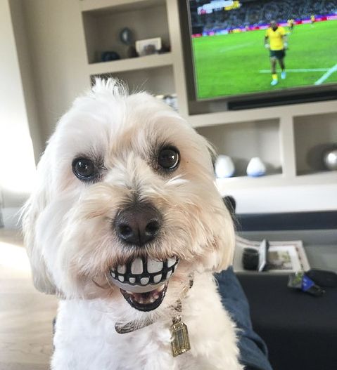 These photos of pets will definitely put a smile on your face ...