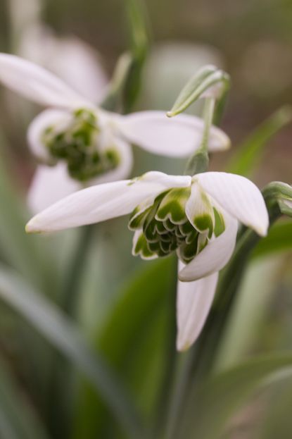 Best snowdrops to grow: our expert picks for a winter garden | Homes ...
