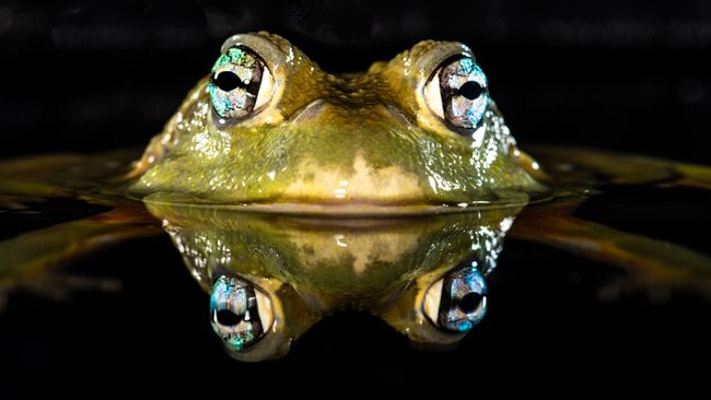 How do frogs breathe and drink through their skin? | Live Science