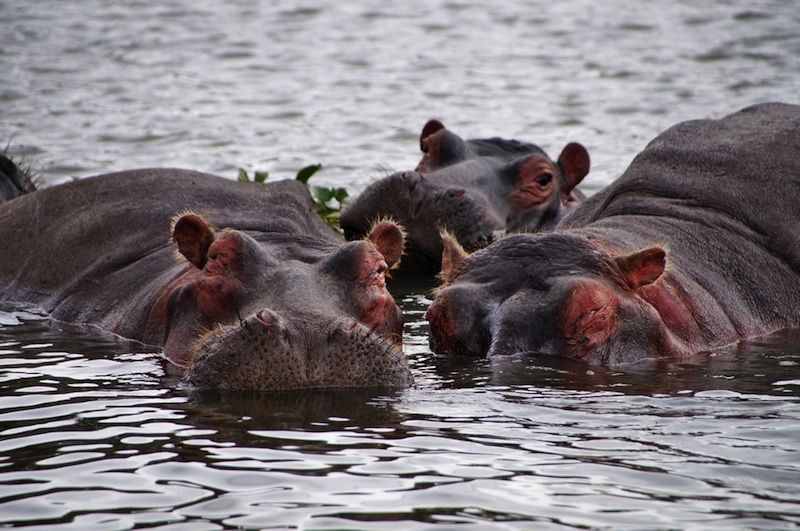 Images of an Ancient Hippo Ancestor | Live Science