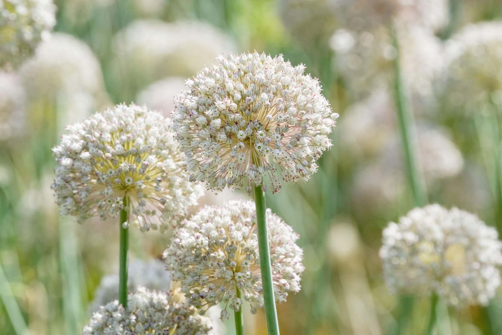 How to plant allium bulbs: expert tips for successful blooms | Gardeningetc