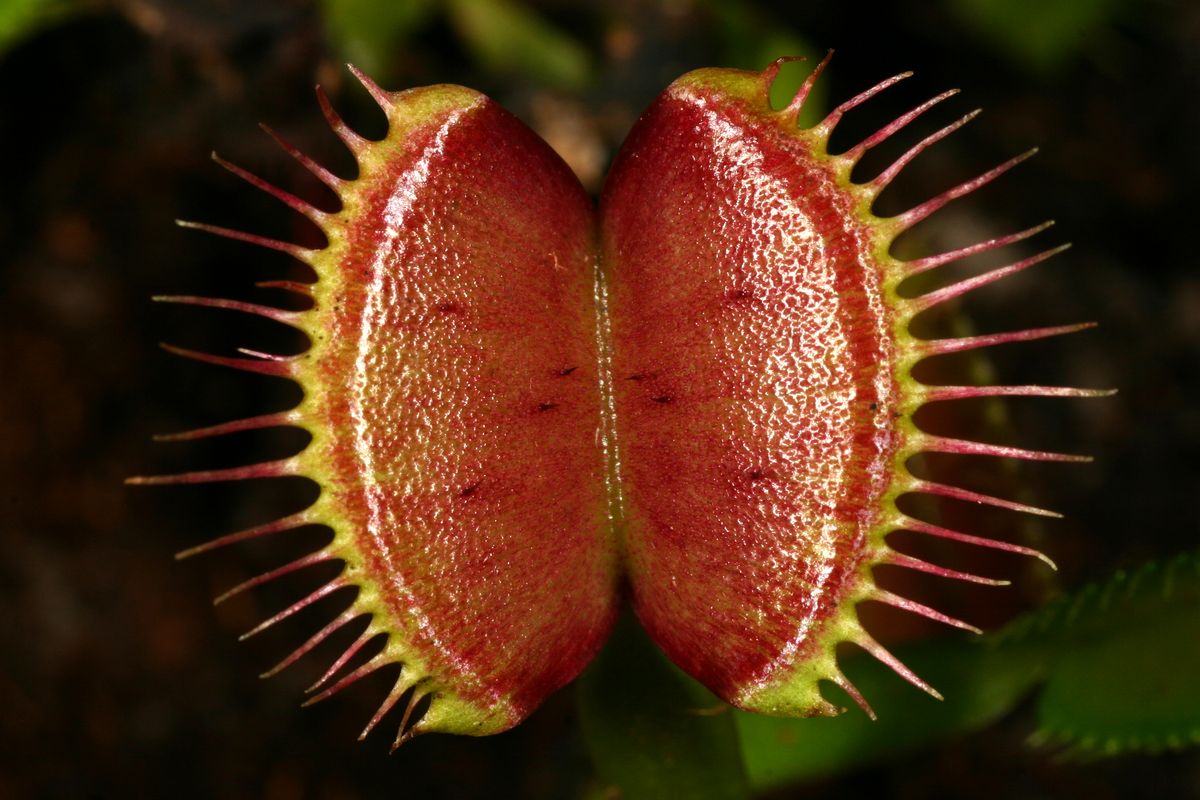 Image Gallery: Carnivorous Plants | Live Science