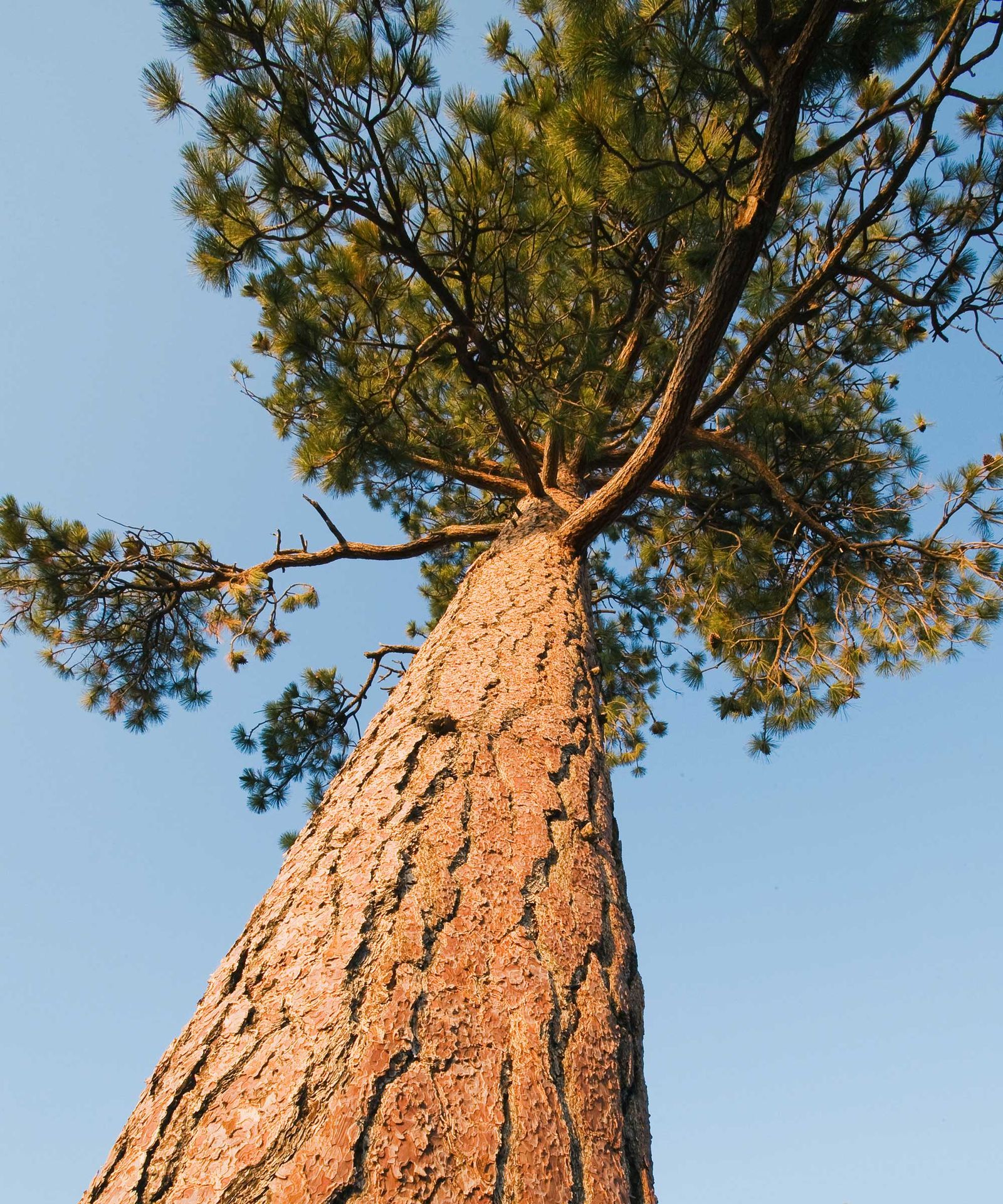 Ponderosa pine care and growing guide: tips for these trees | Gardeningetc
