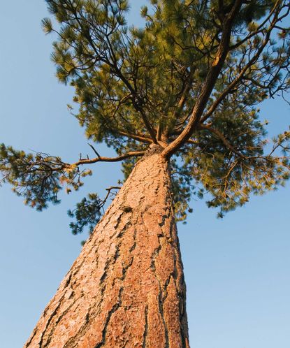Ponderosa pine care and growing guide: tips for these trees | Gardeningetc