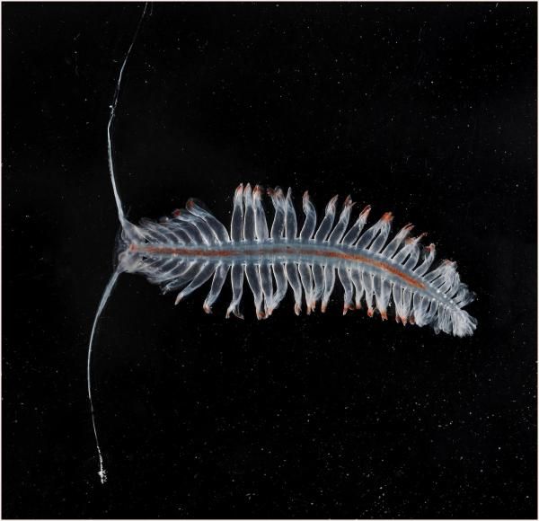 Creatures of the Frozen Deep: Antarctica's Sea Life | Live Science