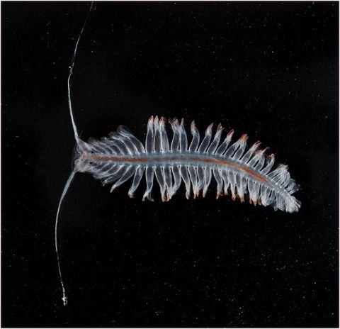 Creatures of the Frozen Deep: Antarctica's Sea Life | Live Science