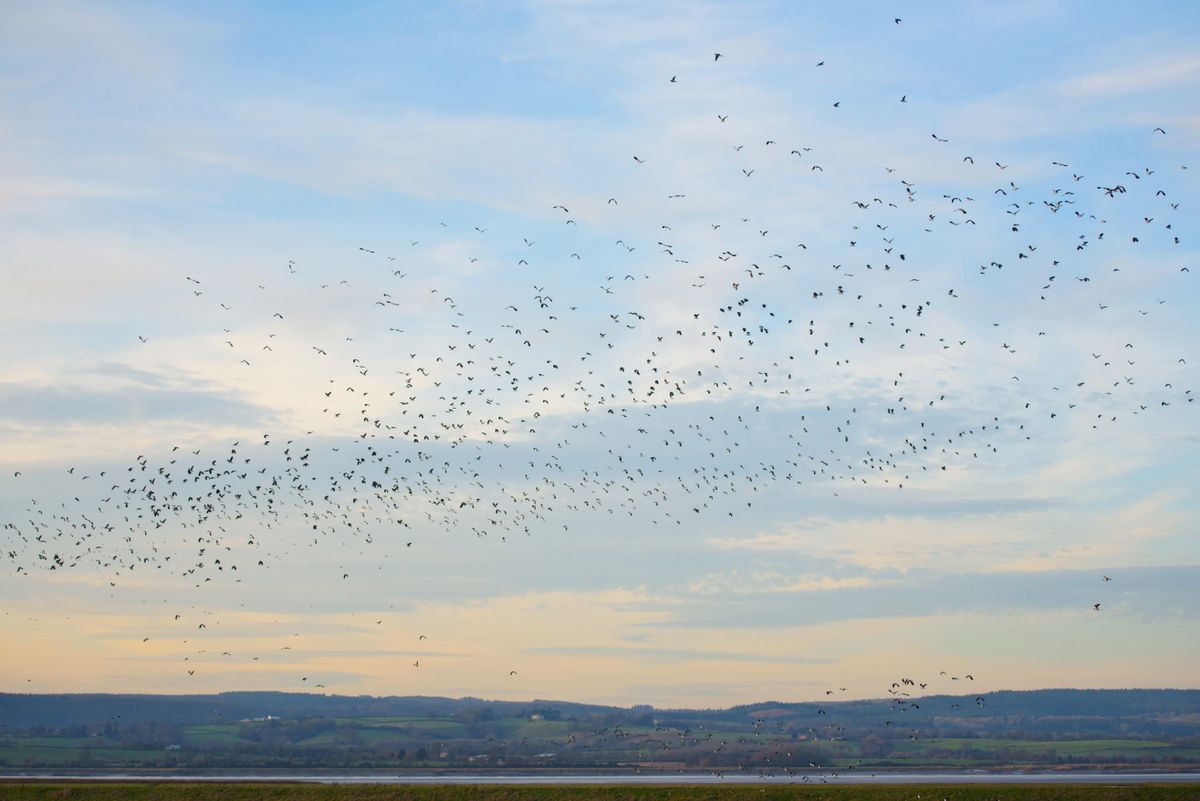 Photo ideas: Capture flocks of birds in flight | Digital Camera World
