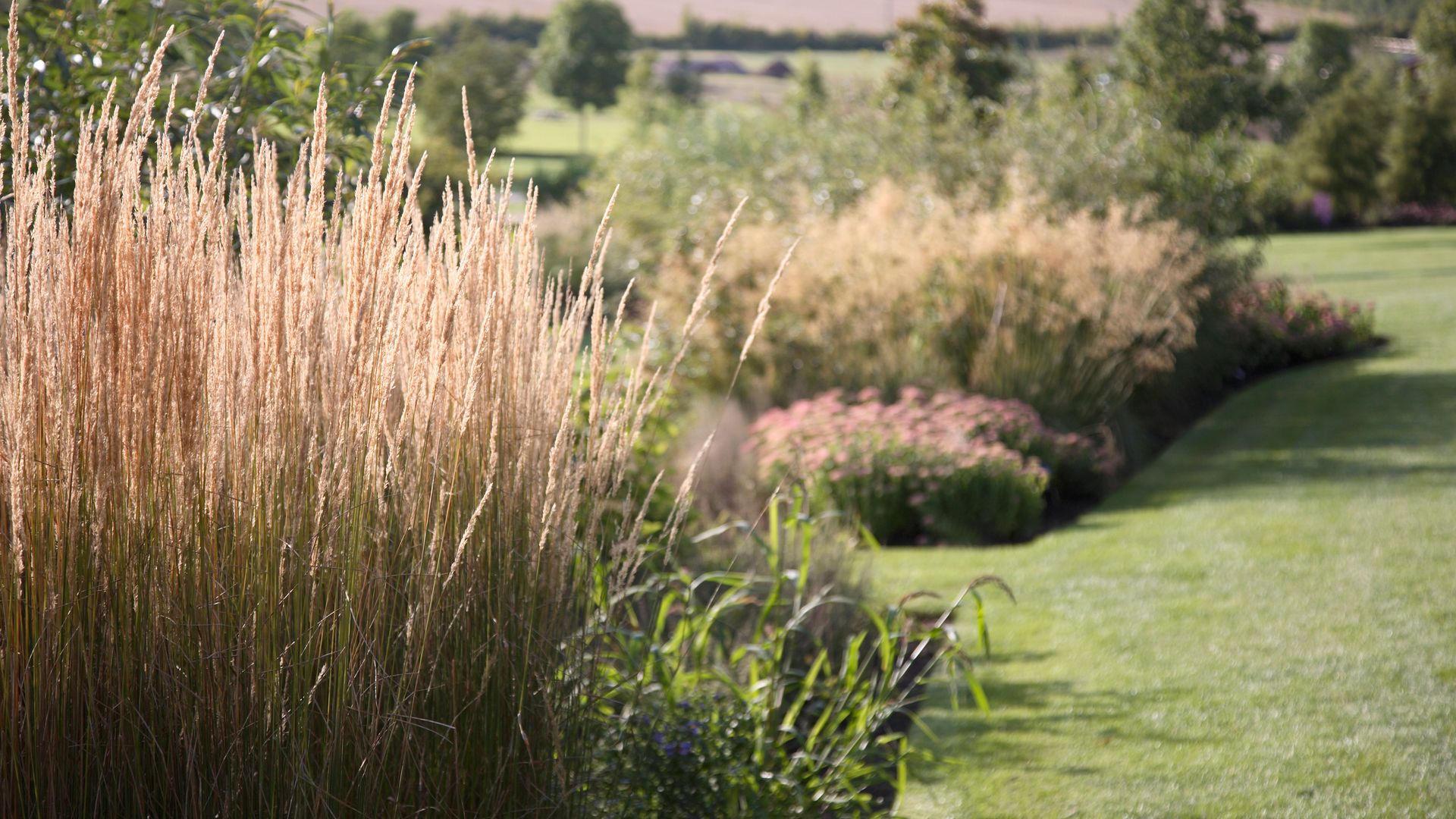 How to grow ornamental grasses: Easy-to-grow grasses | Homes and Gardens