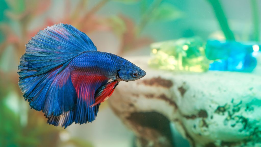 Types of freshwater fish for pets you can keep at home | PetsRadar