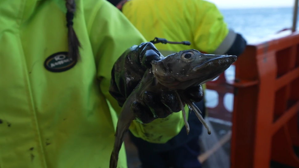 Strange 'sea pigs,' sea spiders and a spawning 'butterfly' discovered ...