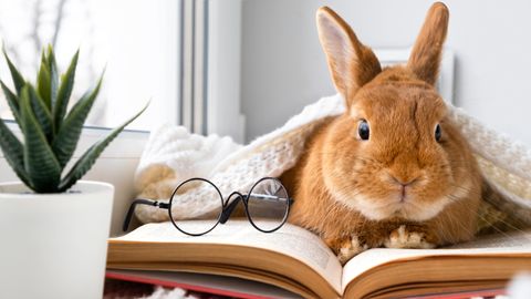 Vet reveals how to house train a rabbit (and it's just 5 steps ...