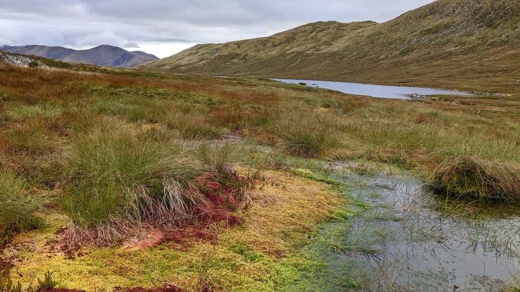 What is a bog and how on earth do you hike across one? | Advnture