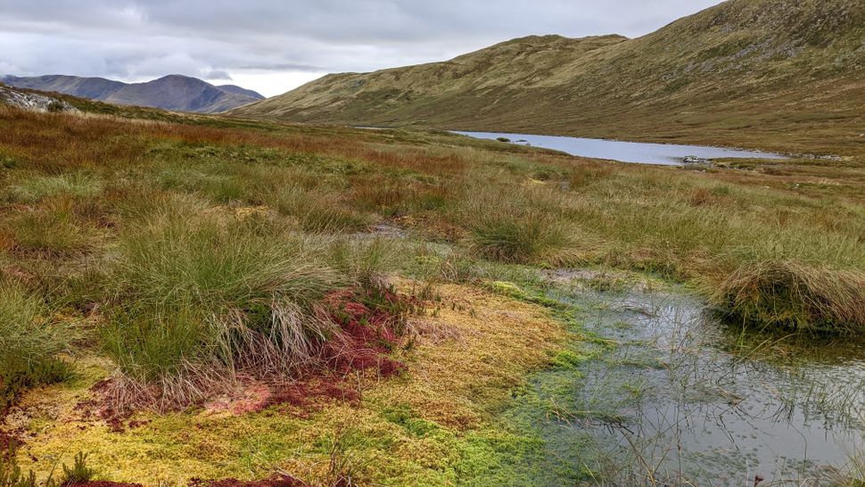 What is a bog and how on earth do you hike across one? | Advnture