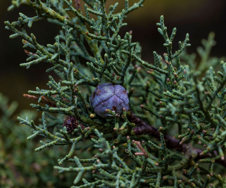 Fast-growing conifers for year-round greenery and privacy | Homes and ...