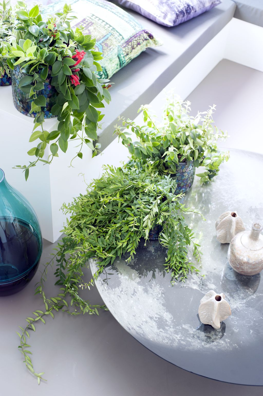 The best trailing houseplants – 5 plants for high up places | Livingetc