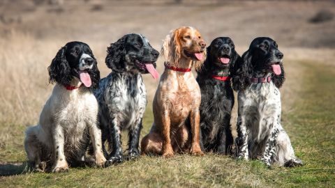 15 charming spaniel breeds | PetsRadar