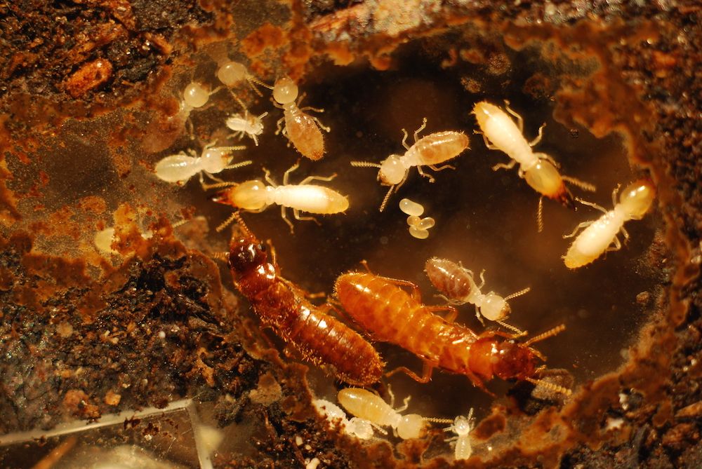 'Super' Termite Hybrid May Wreak Havoc on Florida | Live Science