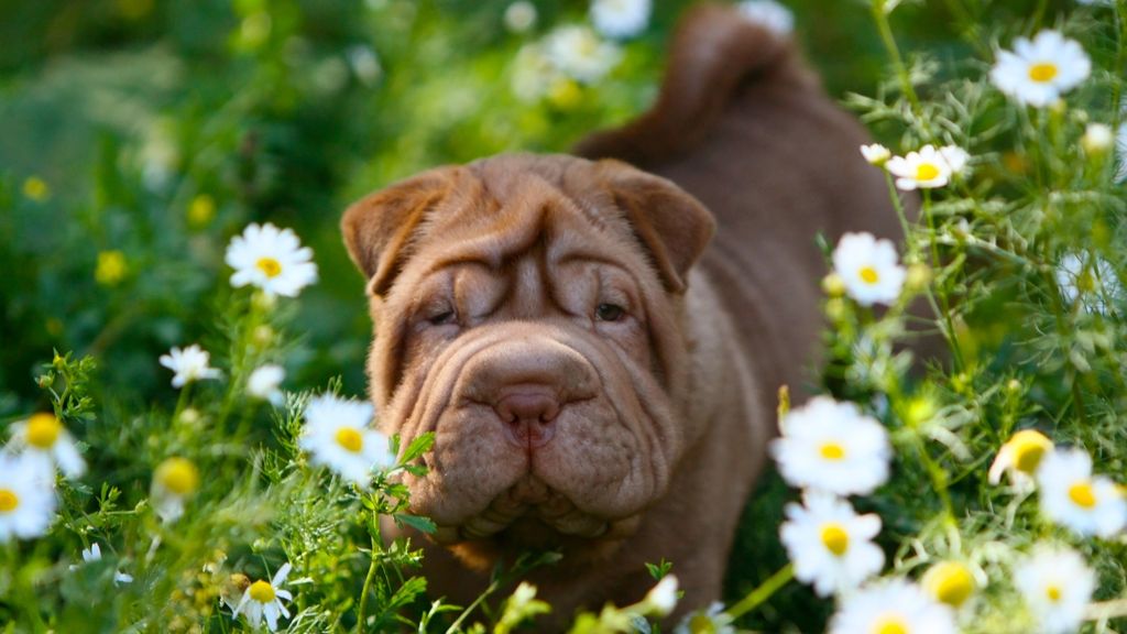 Wrinkly dog breeds: 10 crinkly cuties from pugs to mastiffs | PetsRadar