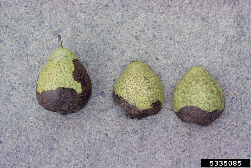 How To Control Pear Black Rot – Symptoms Of Pears With Black Rot ...