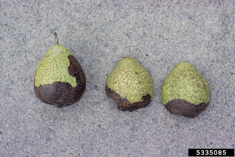 Tips & Information about Pear Trees - Page 2 | Gardening Know How