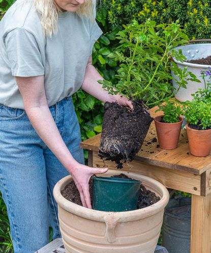 How to plant flowers in pots: step-by-step guide to patio containers ...
