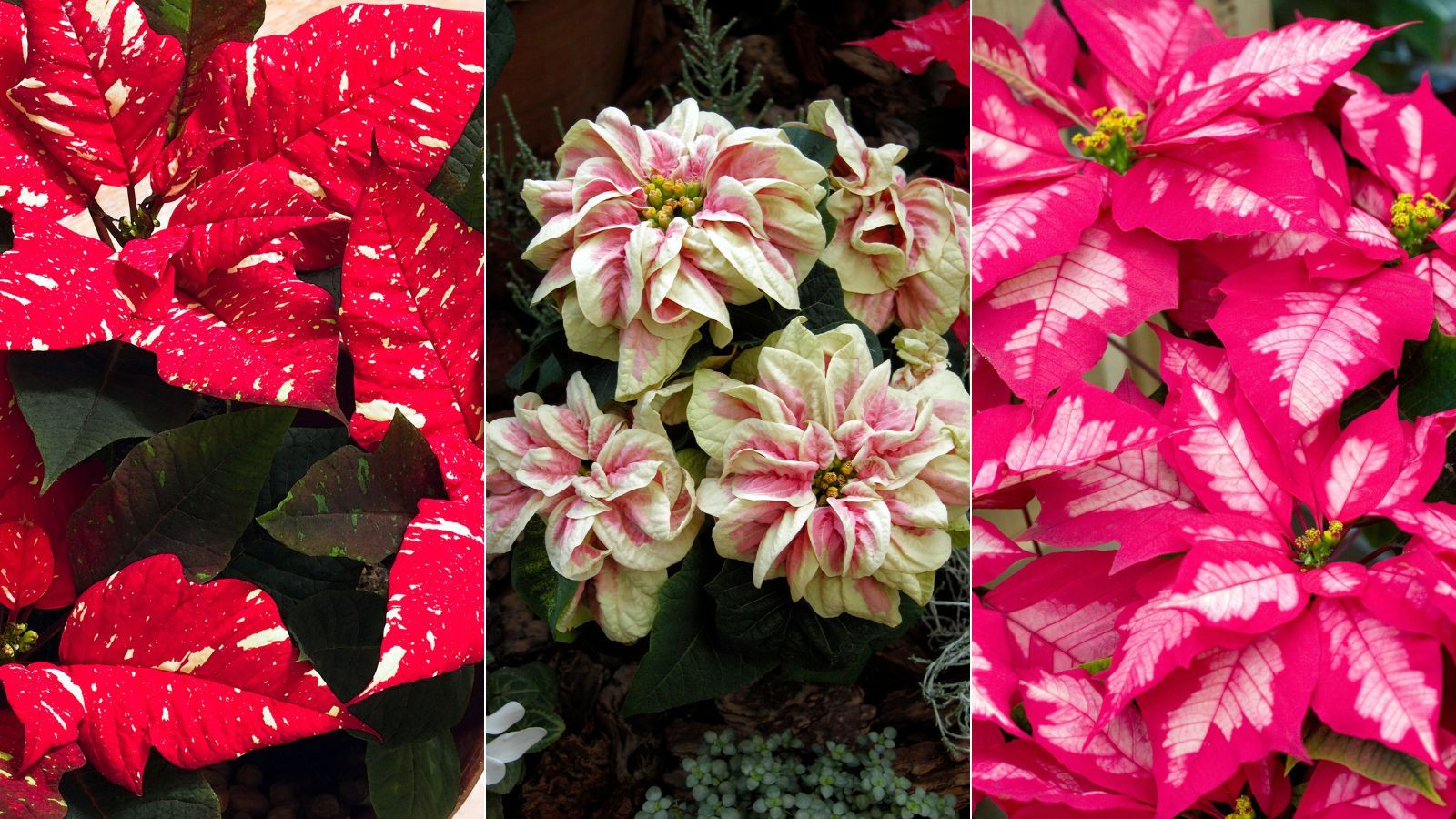 Best poinsettias for Christmas: our favorite varieties