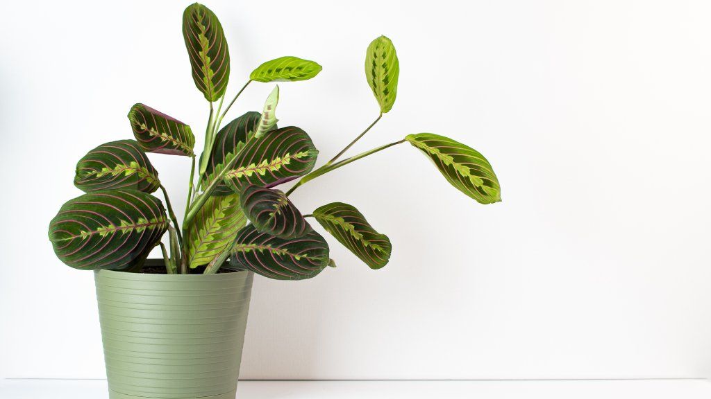 Modern Indoor Plants That Are Made For Contemporary Homes | Gardening ...