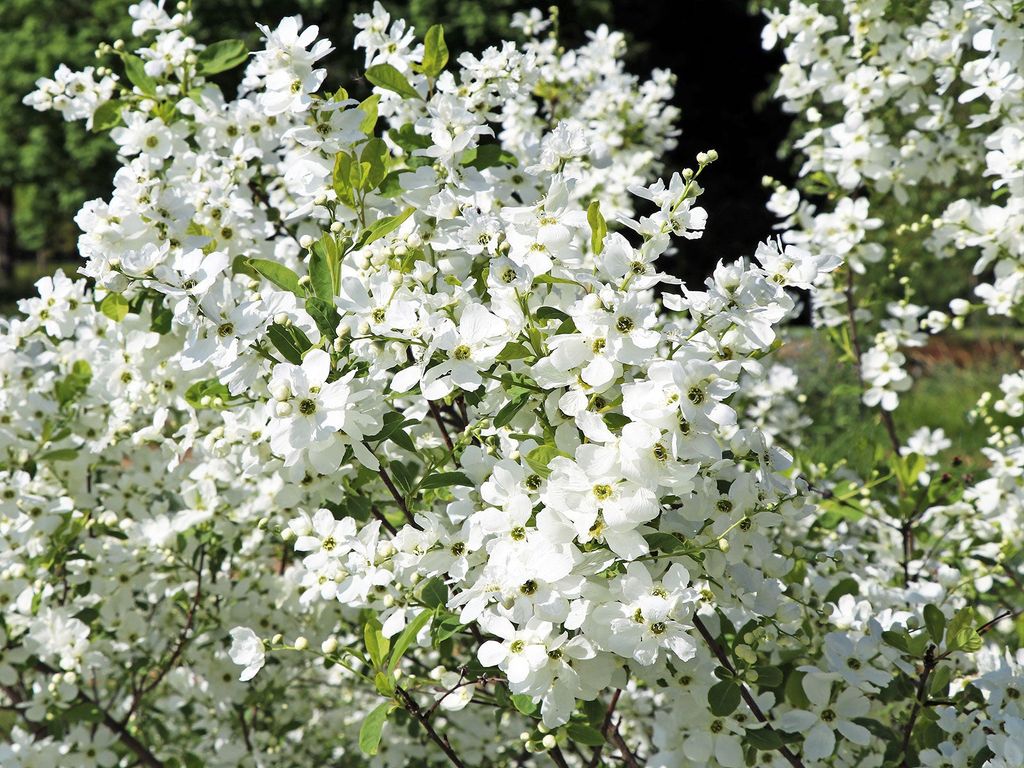 Grow Pearlbush (Exochorda Racemosa) For True Floral Treasures ...