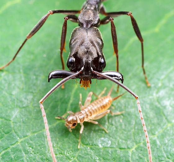 Image Gallery: Ants of the World | Live Science