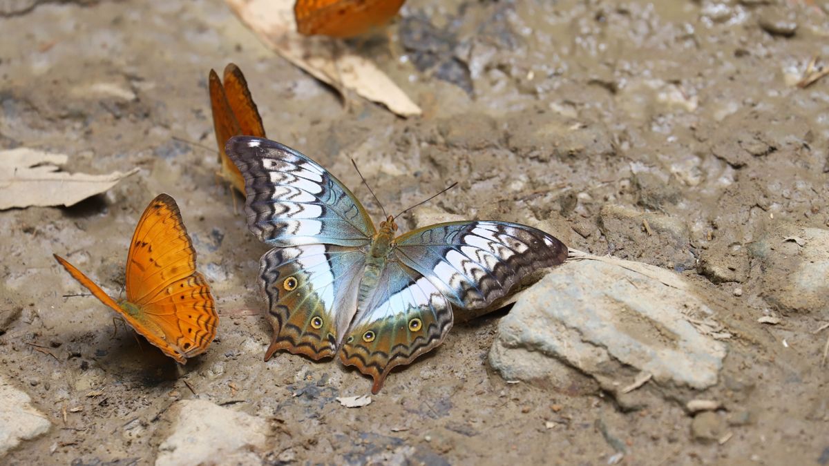 7 tips for attracting more butterflies to your backyard | Tom's Guide