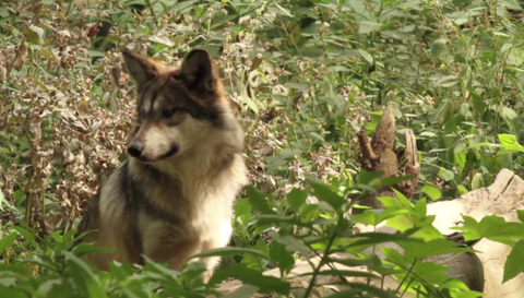 First Litter of Wild Wolf Pups Born in Mexico | Live Science